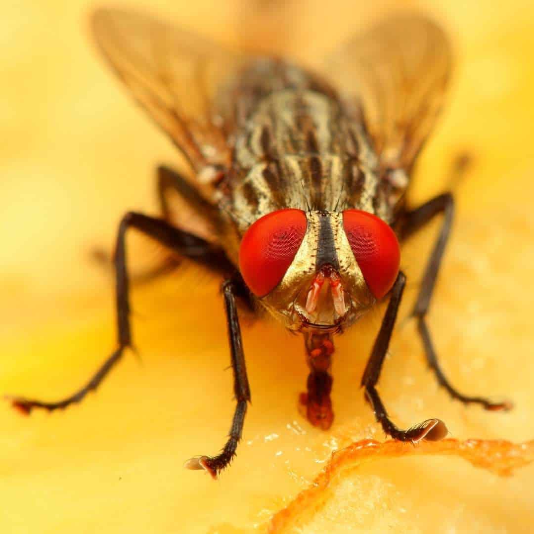 Flies & Rabbit Hutches - How To Safely Get Rid Of Flies