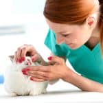 The Definitive Rabbit Teeth Guide.