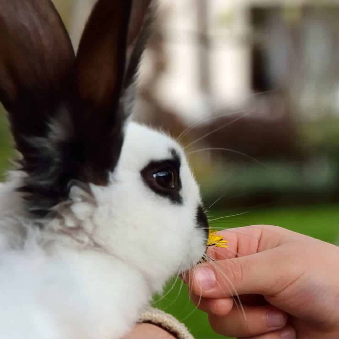 Pet Rabbits And Kids - The Pros & Cons.