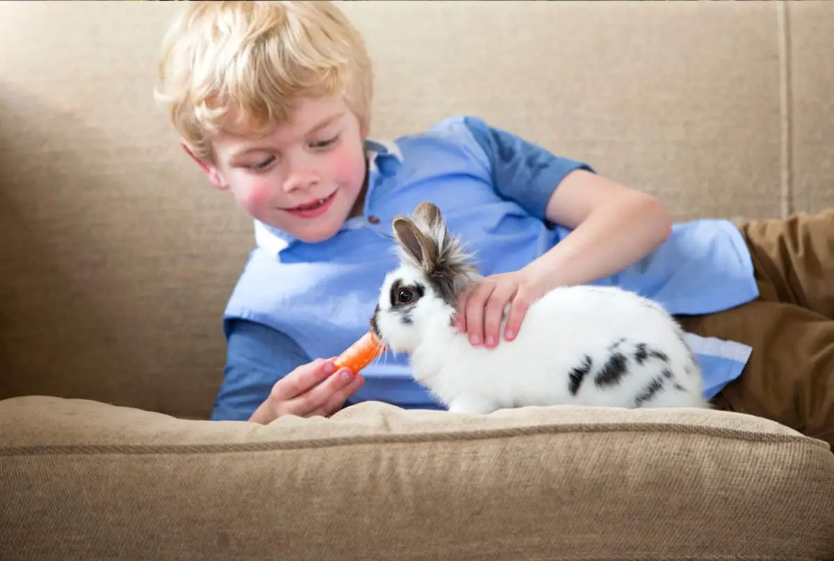 How To Pet A Rabbit - 7 Tips For Petting A Bunny