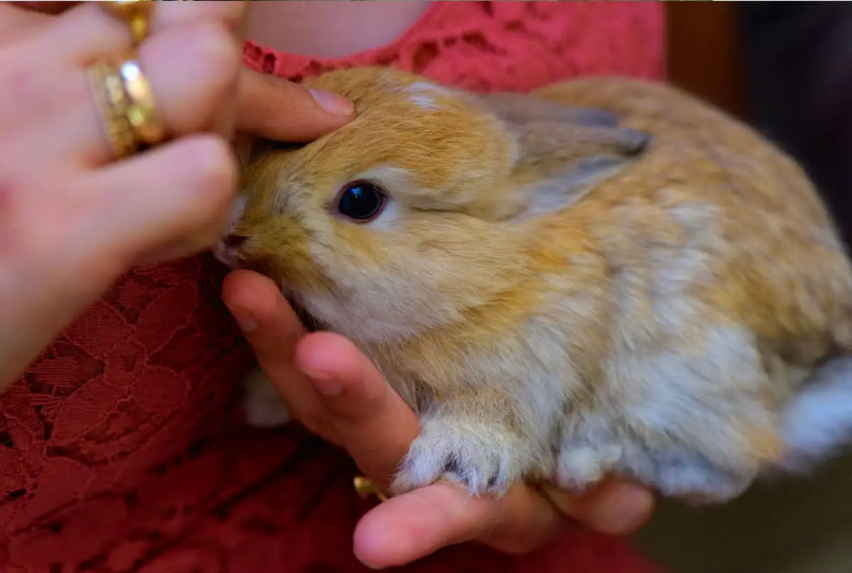 How To Pet A Rabbit - 7 Tips For Petting A Bunny