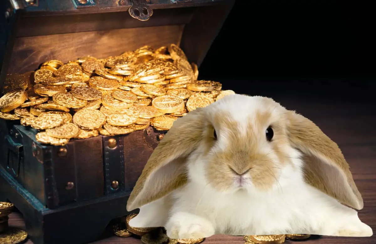 Boy Rabbit Names: 1,800 Name Ideas For Male Bunnies