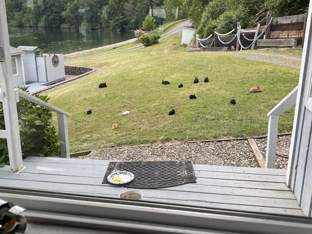 Free Range Pet Rabbits - A story about domestic rabbits.