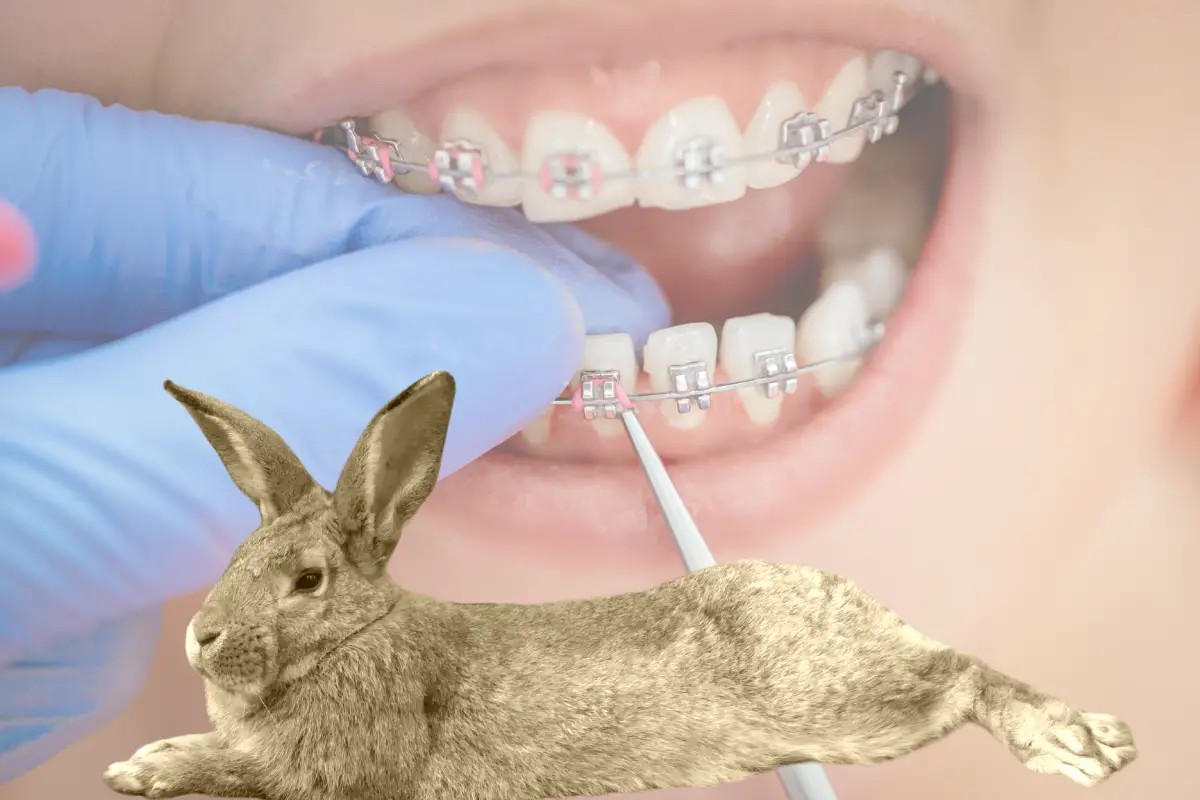 Can rabbits get dental braces, and is it necessary?